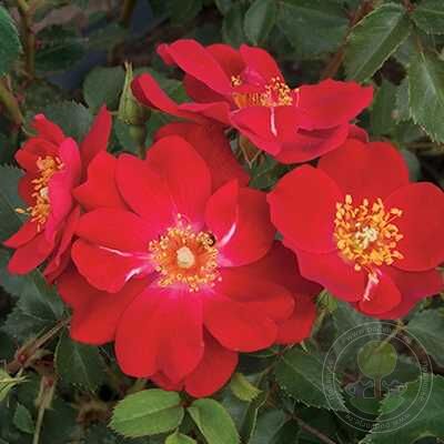 Mella amulet decoration Rose Seedlings Flower Seeds Perennial Growing ...