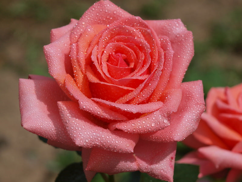 Bermuda Rose Seedlings Flower Seeds Perennial Growing Bonsai Corms ...