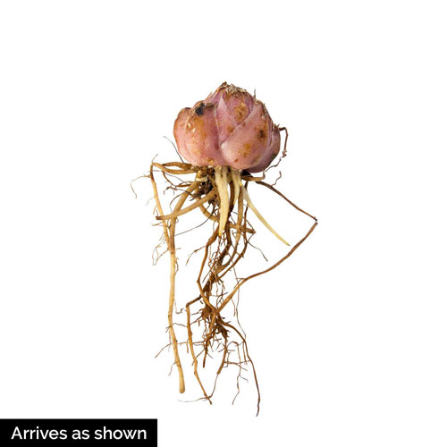 Corvara Lily Blooms Species Growing Bonsai Bulbs Roots Rhizomes Corms ...