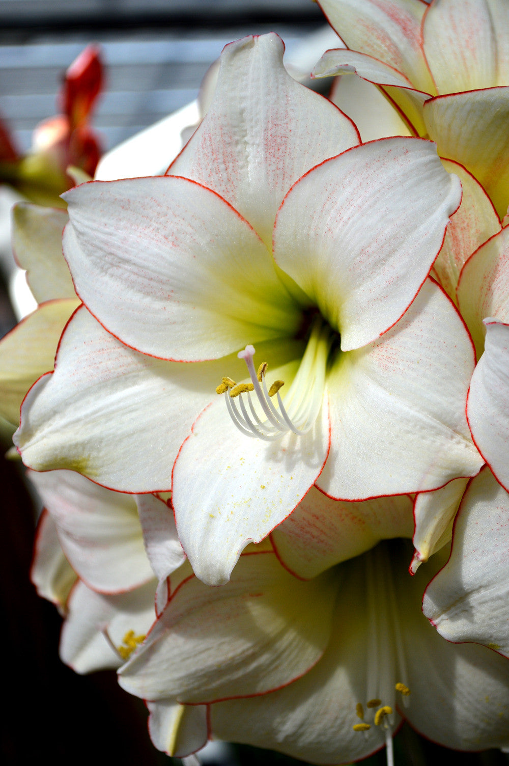 Jumbo Amaryllis Picotee Hippeastrum Blooms Species Growing Bonsai Bulbs ...