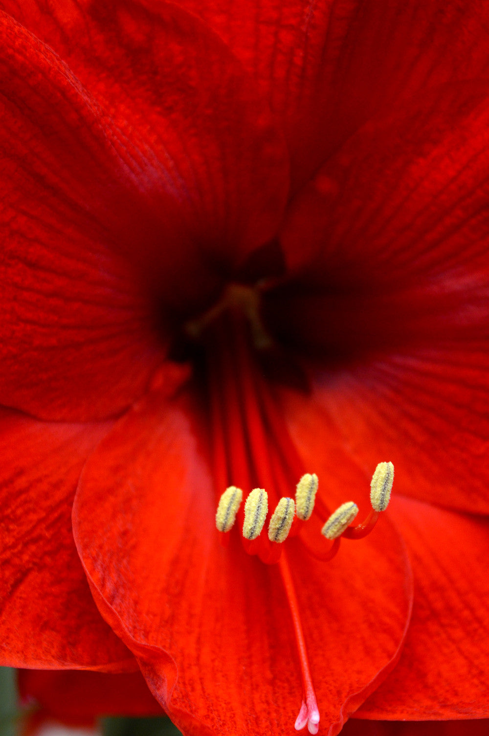Jumbo Amaryllis Red Lion Hippeastrum Blooms Species Growing Bonsai ...