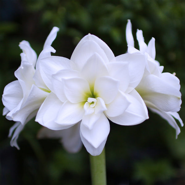 Jumbo Double Amaryllis White Nymph Hippeastrum Blooms Species Growing Bonsai Bulbs Roots ...