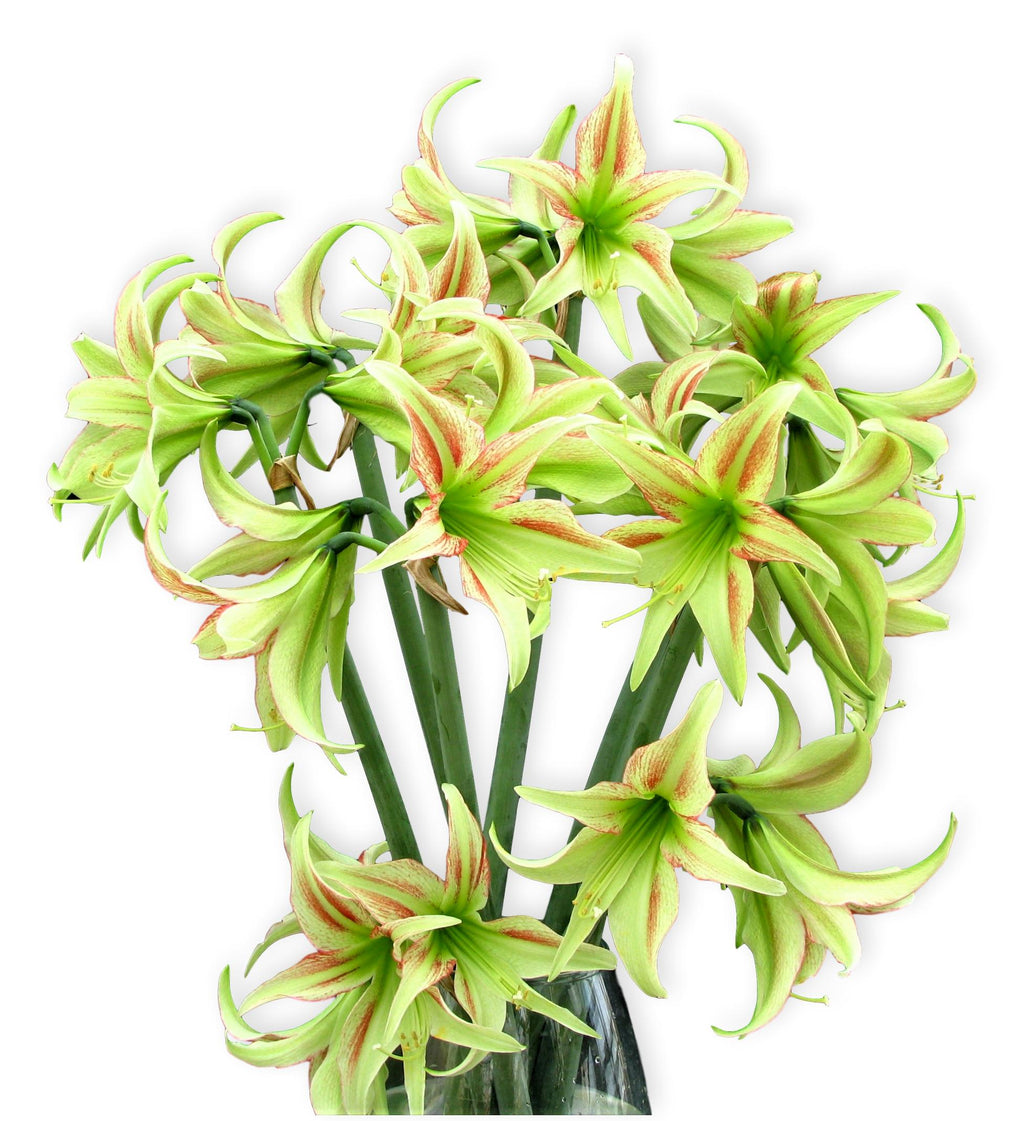 Lime Flare Amaryllis Hippeastrum Blooms Species Growing Bonsai Bulbs ...