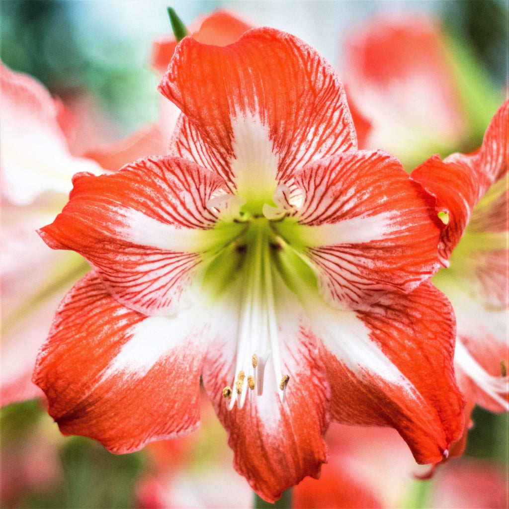 Candy Cane Collection Amaryllis Hippeastrum Blooms Species Growing ...