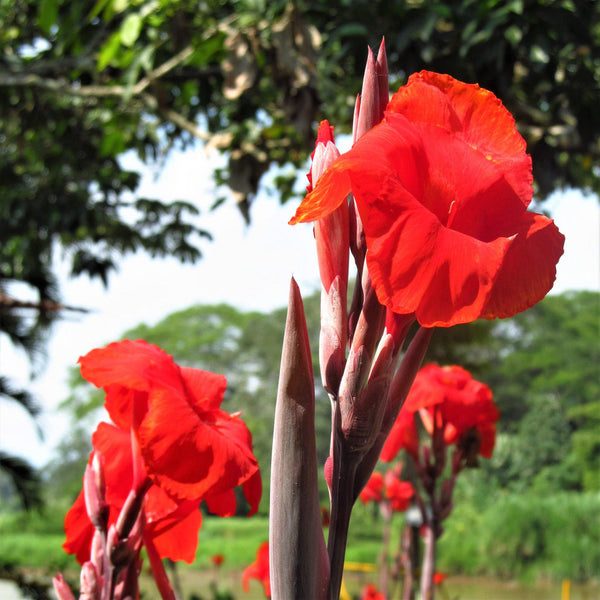 Canna Robert Kemp Bulbs Perennial Growing Bonsai Roots Rhizomes Corms ...