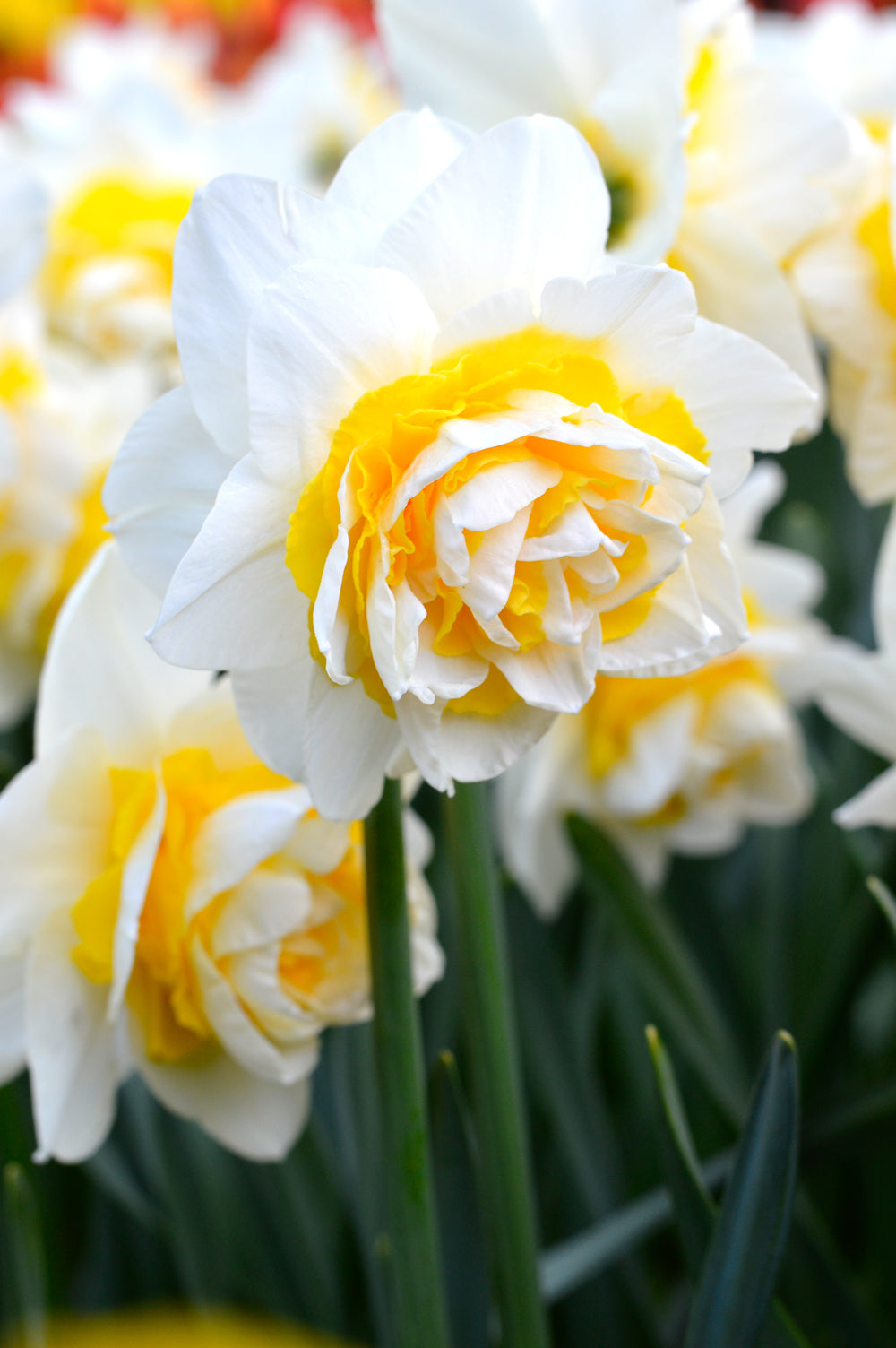 Daffodil Double Star Narcissus Bulbs Blooms Species Growing Bonsai ...