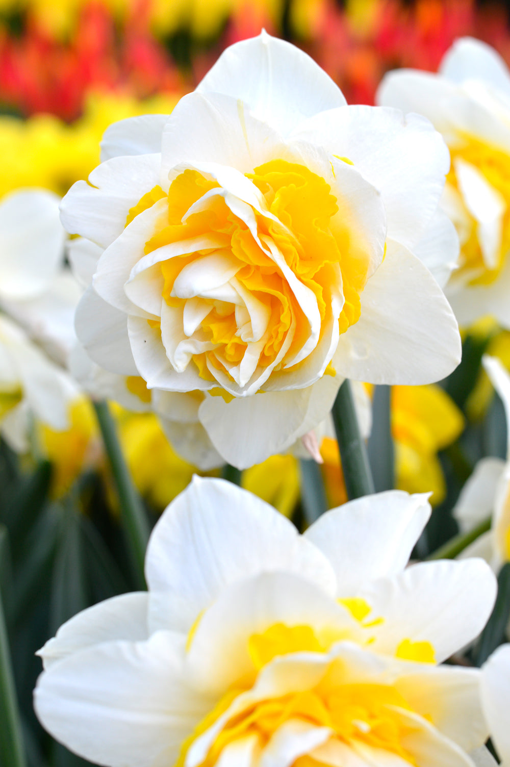 Daffodil Double Star Narcissus Bulbs Blooms Species Growing Bonsai ...