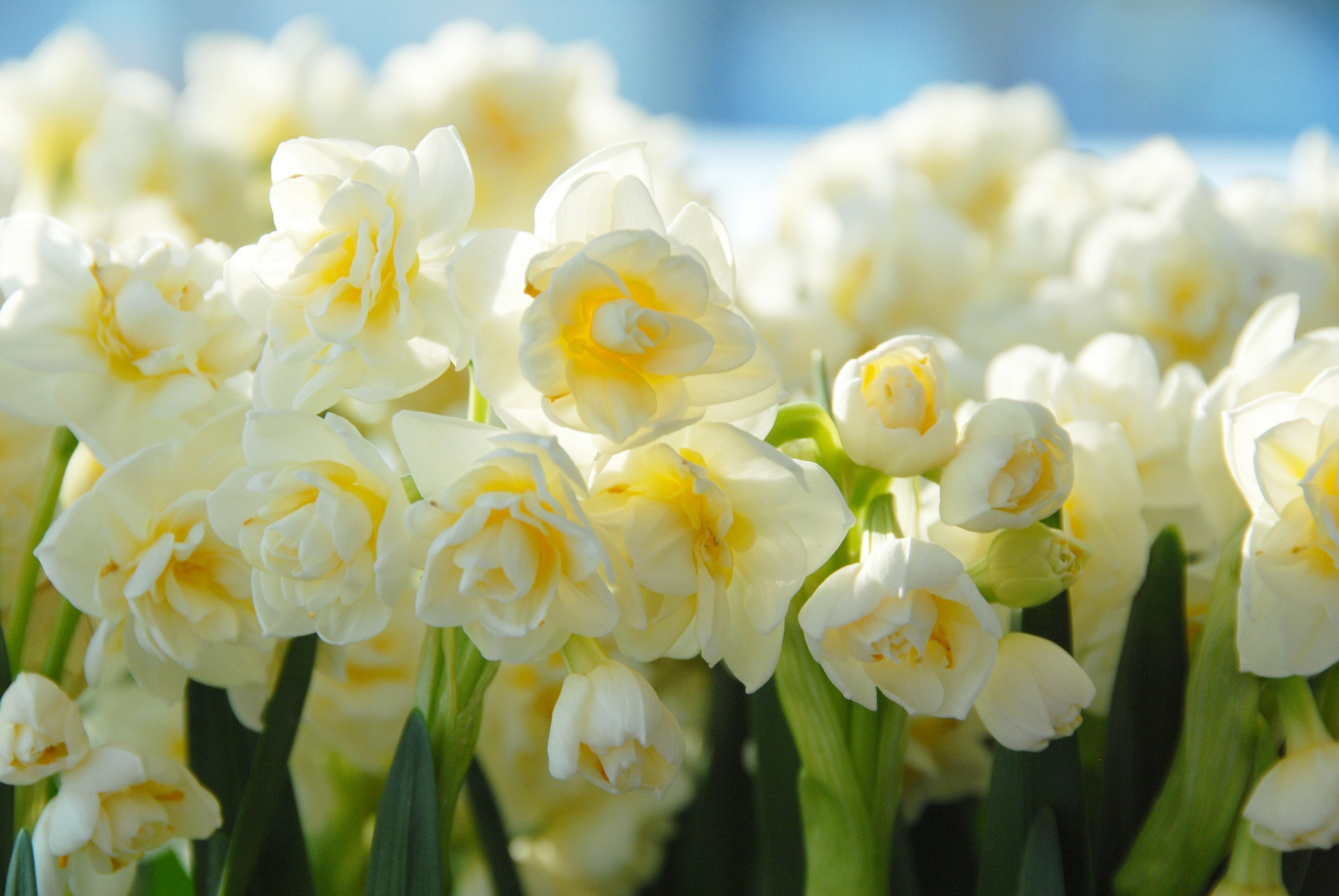 Daffodil Erlicheer Narcissus Bulbs Blooms Species Growing Bonsai Roots ...
