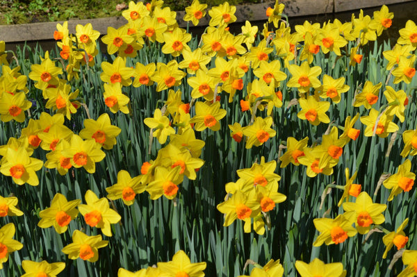 Daffodil Fortissimo Narcissus Bulbs Blooms Species Growing Bonsai Roots ...