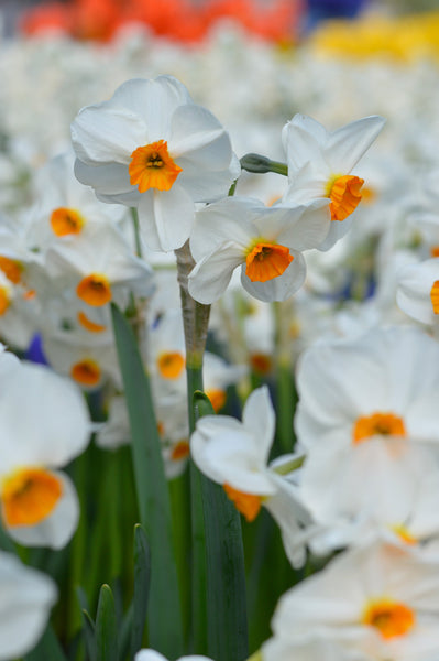 Daffodil Geranium Narcissus Bulbs Blooms Species Growing Bonsai Roots ...