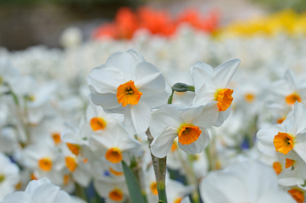 Daffodil Geranium Narcissus Bulbs Blooms Species Growing Bonsai Roots ...