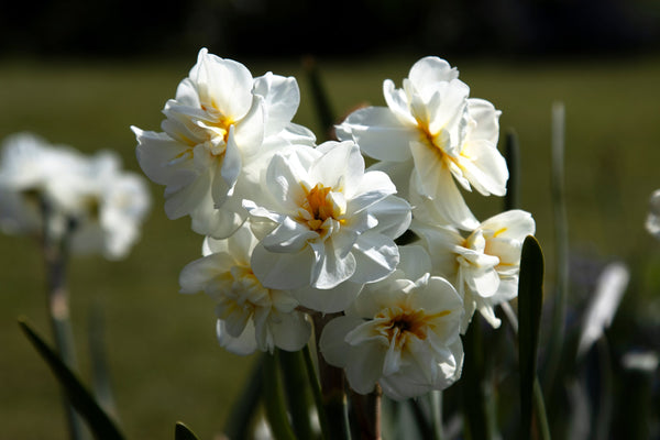 affodil Sir Winston Churchill Narcissus Bulbs Blooms Species Growing ...