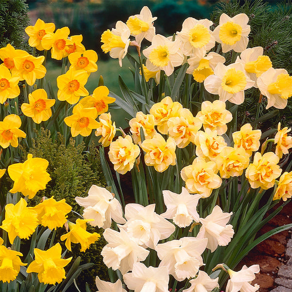 Narcissus Apotheose Daffodil Bulbs Blooms Species Growing Bonsai Roots ...