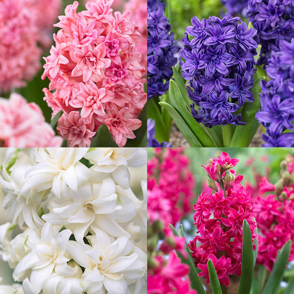 Hyacinth Double Mix Bulbs Blooms Species Growing Bonsai Roots Rhizomes ...