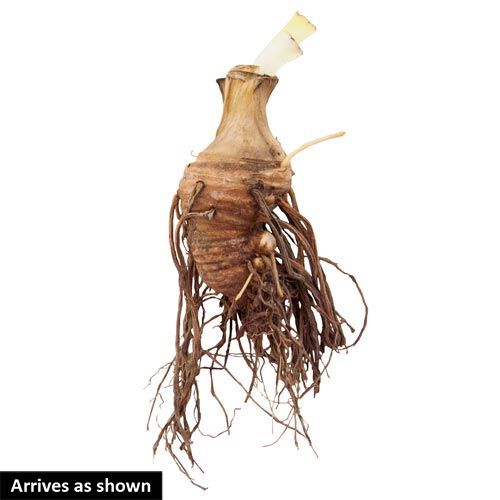 Caligula Bearded Iris Iris Species Growing Bonsai Bulbs Roots Rhizomes ...