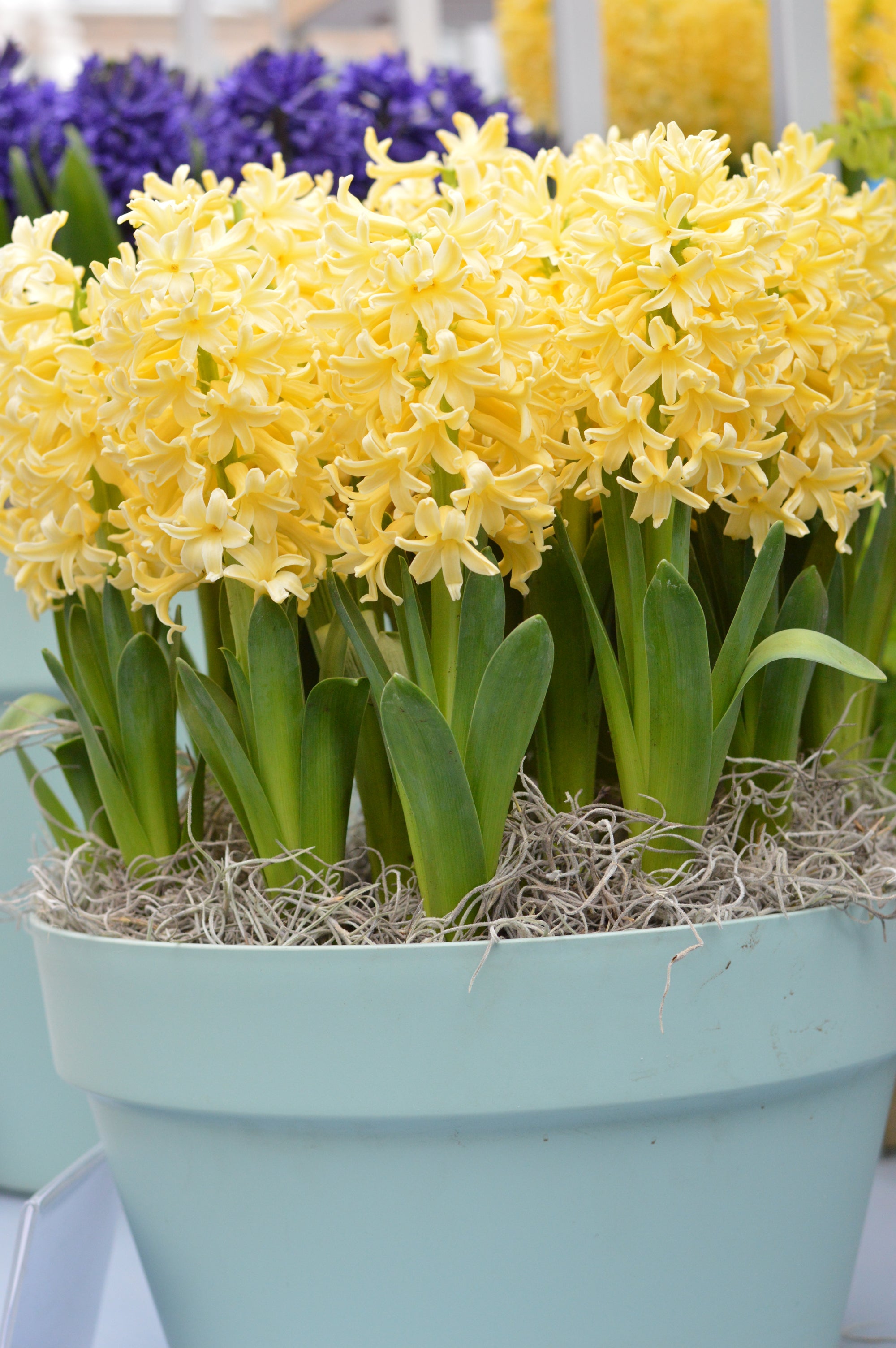 Hyacinth Yellow Queen Bulbs Blooms Species Growing Bonsai Roots ...
