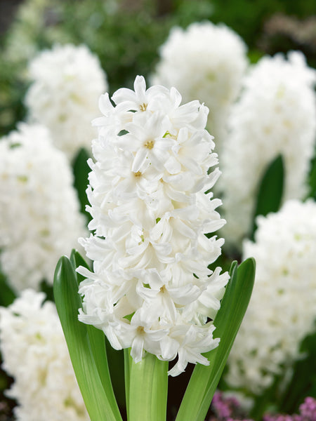 Hyacinth Aiolos Bulbs Blooms Species Growing Bonsai Roots Rhizomes ...