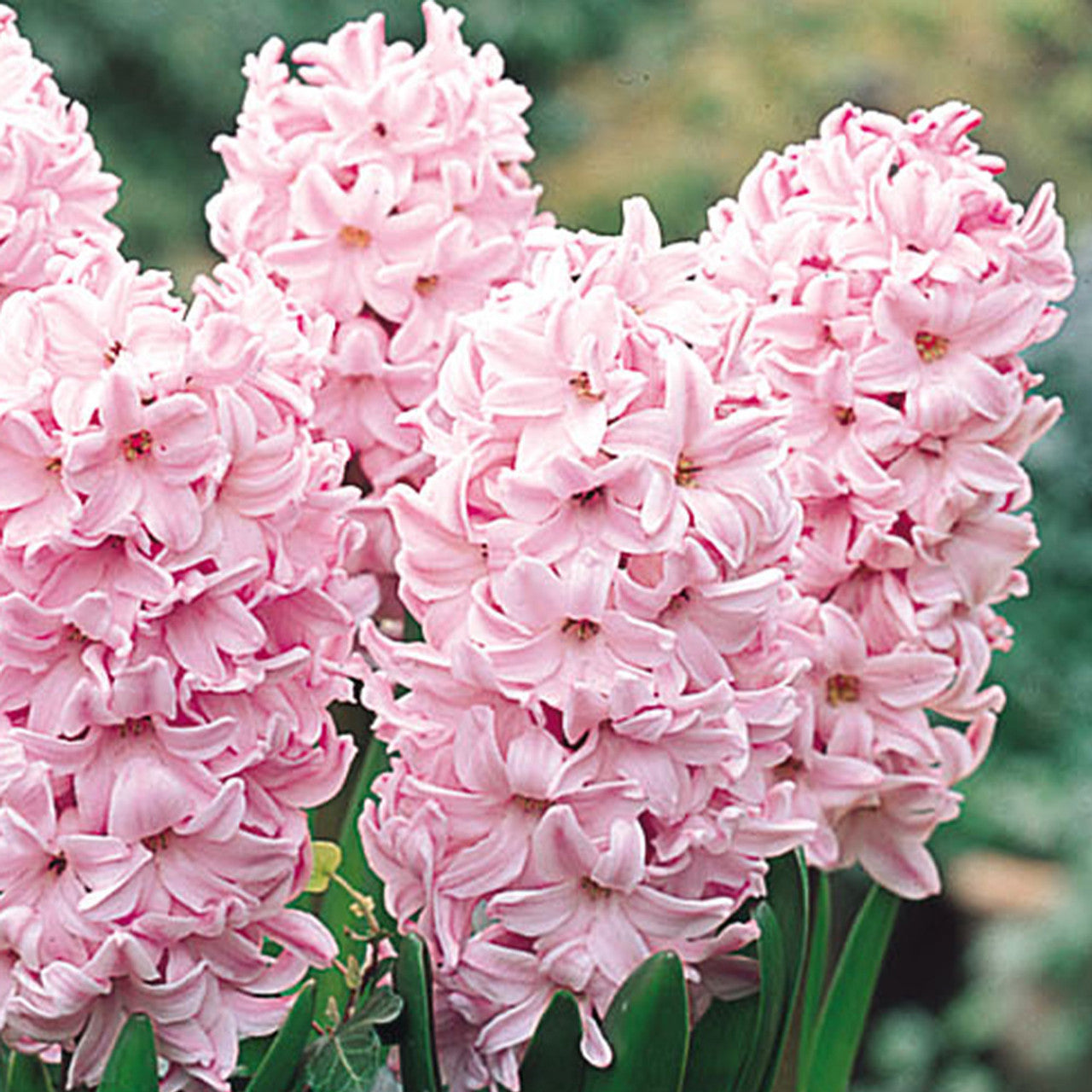 Hyacinth Fondant Bulbs Blooms Species Growing Bonsai Roots Rhizomes ...