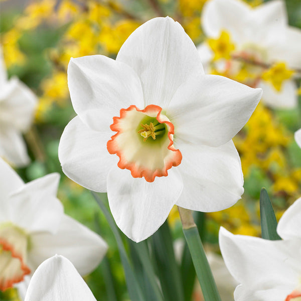 Jonquila New and Unusual collection Daffodil Bulbs Blooms Species ...
