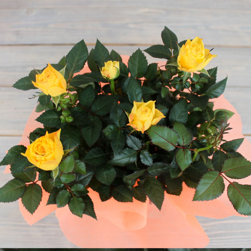 Composition Rose Seedlings Flower Seeds Perennial Growing Bonsai Corms ...