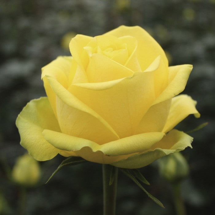Latin America Rose Seedlings Flower Seeds Perennial Growing Bonsai ...