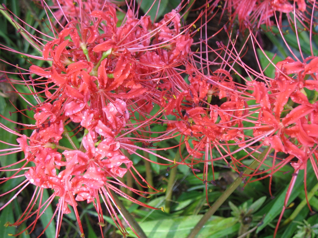 Lycoris Radiata Spider Lilies Bulbs Hurricane Lily Cluster Amayllis ...