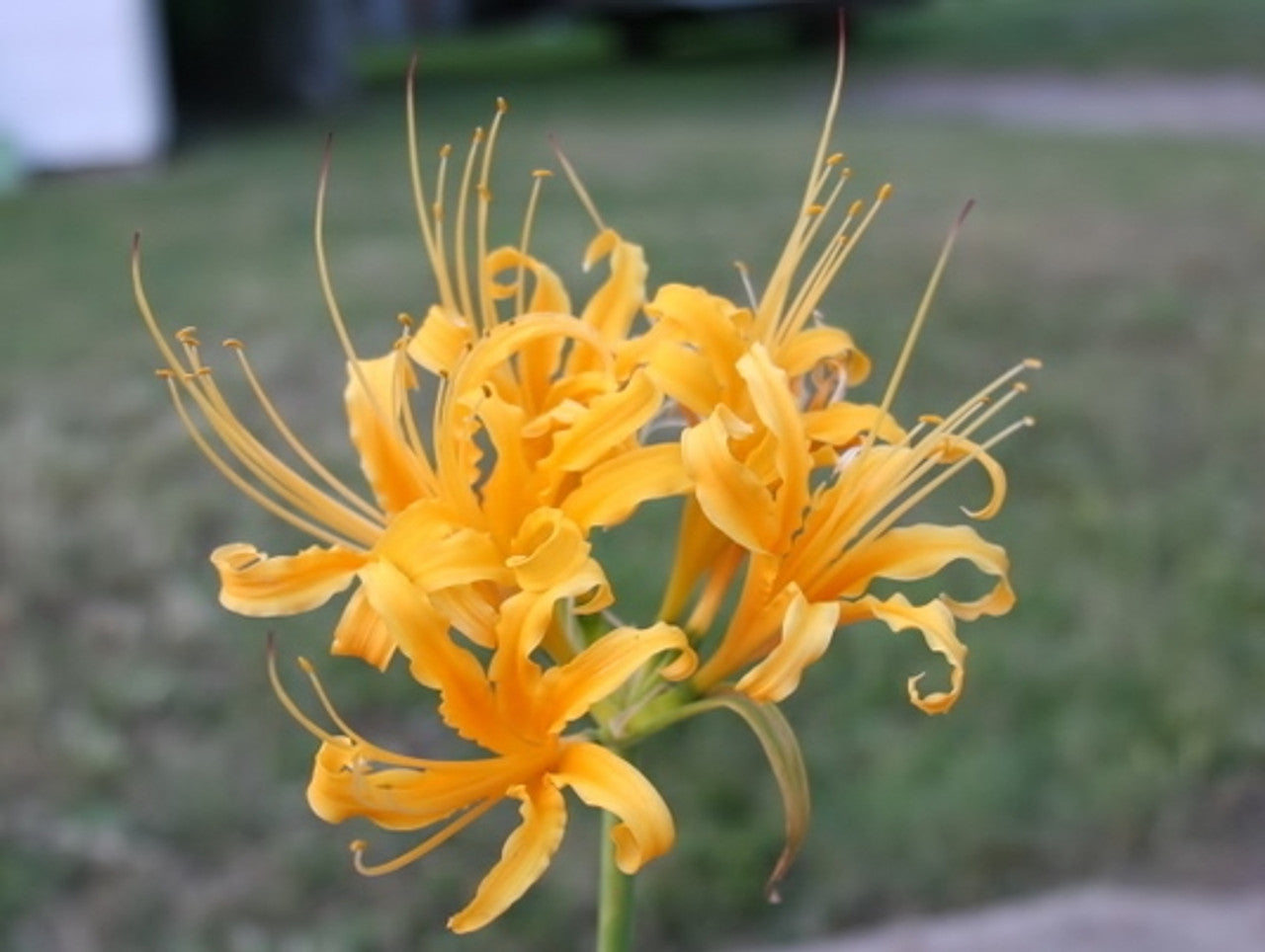 Yellow Aurea Lycoris Spider Lilies Bulbs Radiata Hurricane Lily Cluster ...
