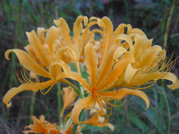 Dreamy Lycoris Spider Lilies Bulbs Radiata Hurricane Lily Cluster ...