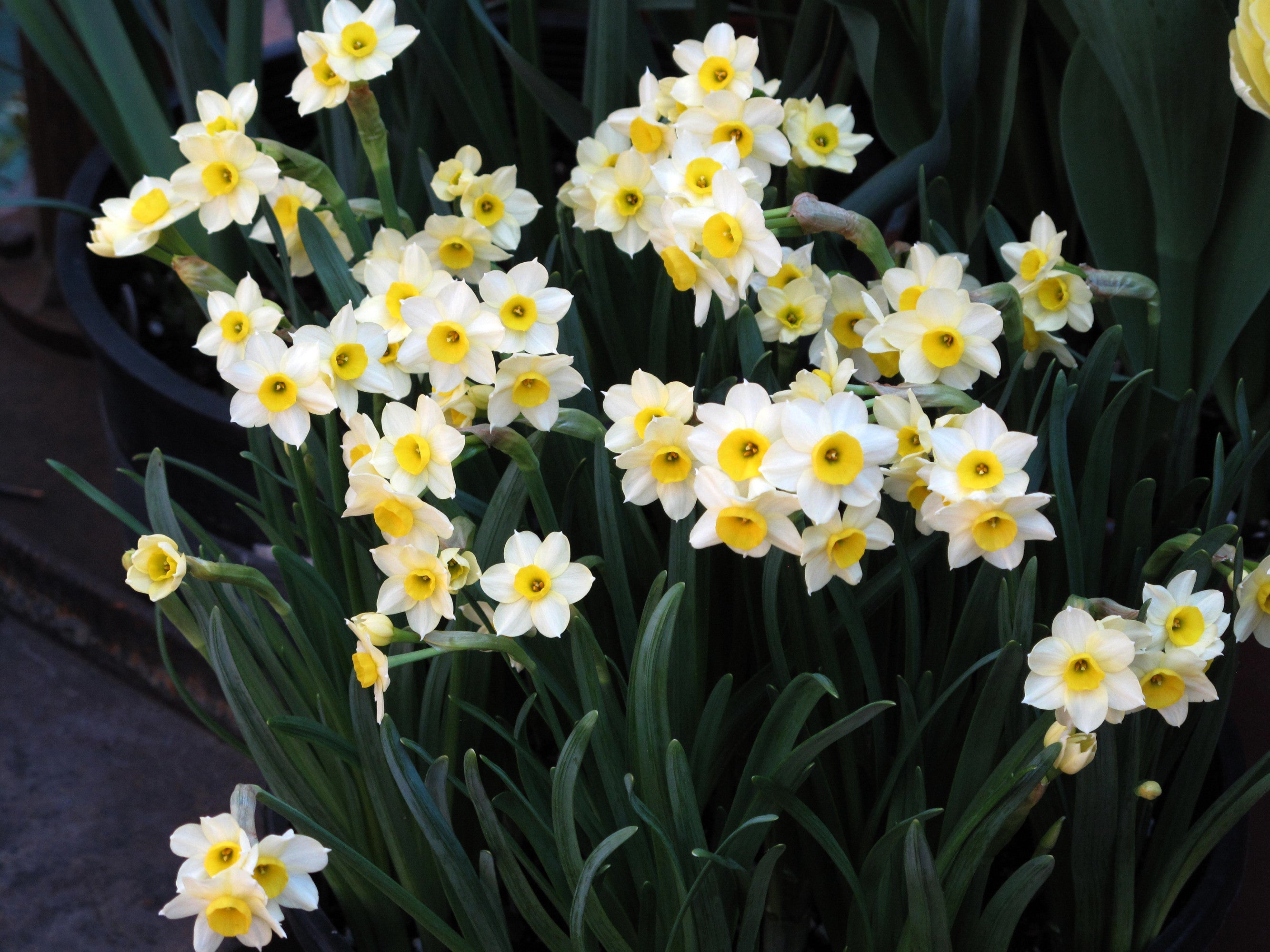Mini Daffodil Minnow Narcissus Bulbs Blooms Species Growing Bonsai ...