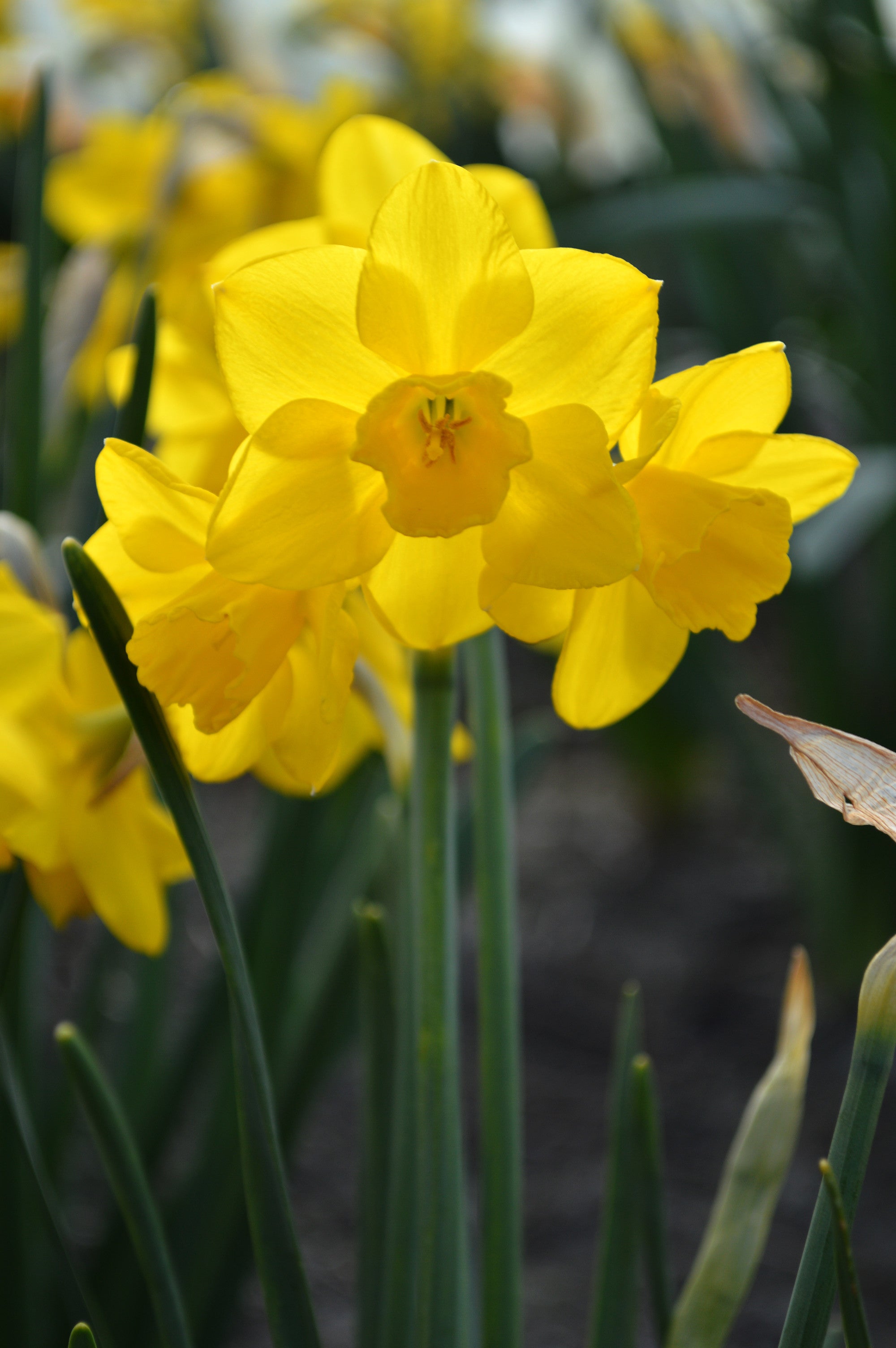 Mini Daffodil Quail Narcissus Bulbs Blooms Species Growing Bonsai Roots ...