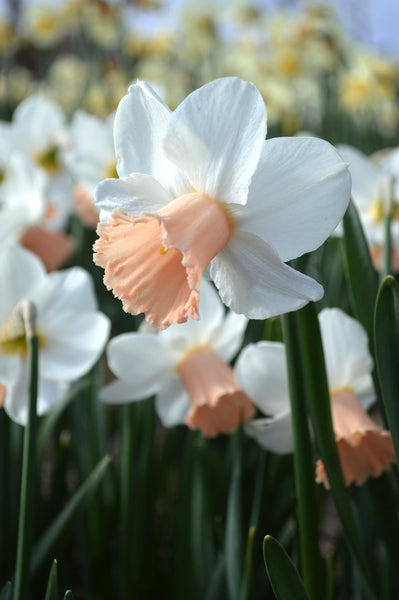 Mini Daffodil Cha Cha Narcissus Bulbs Blooms Species Growing Bonsai ...
