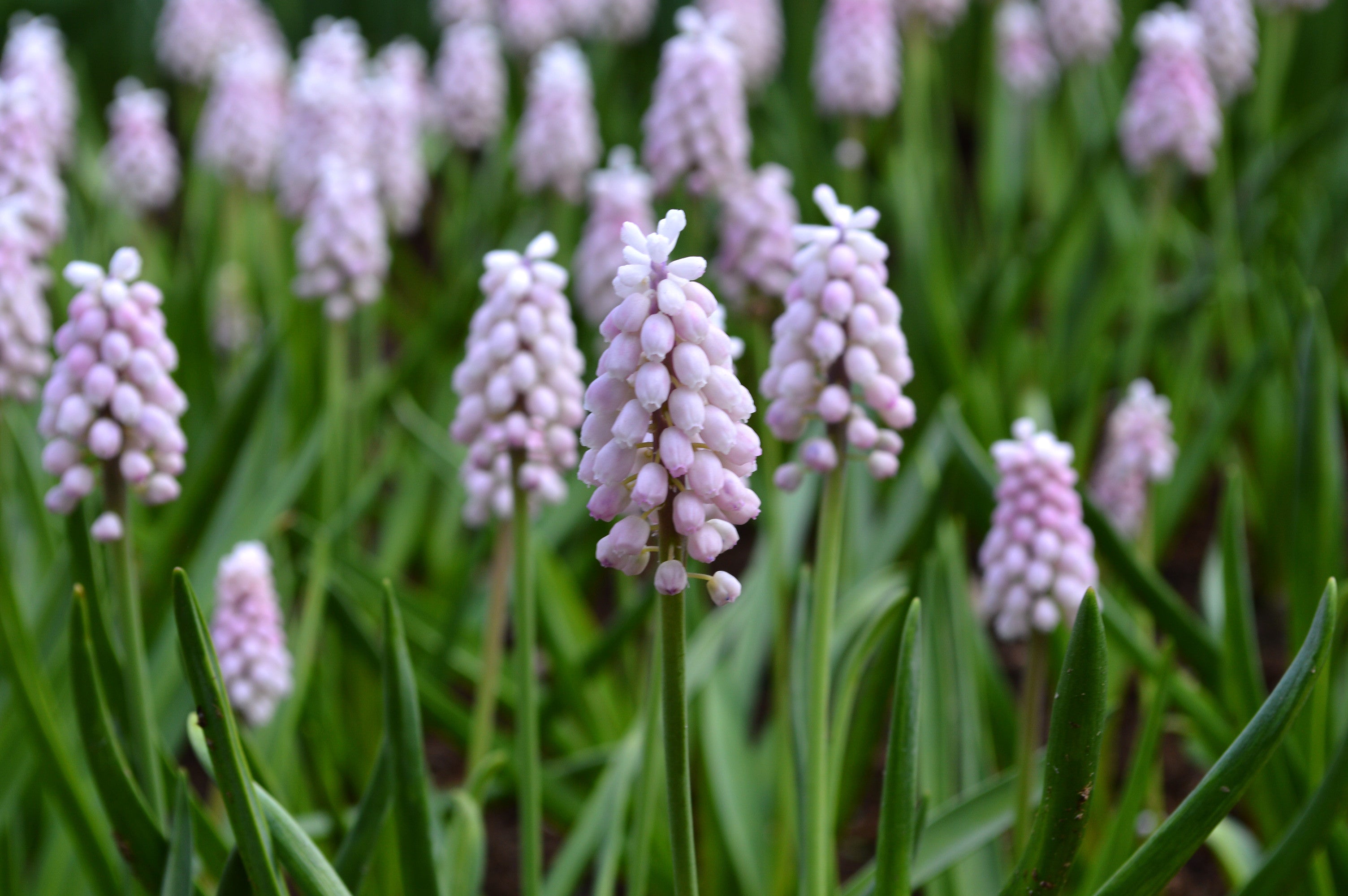 Muscari Pink Sunrise Grape Hyacinth Bulbs Blooms Species Growing Bonsai ...