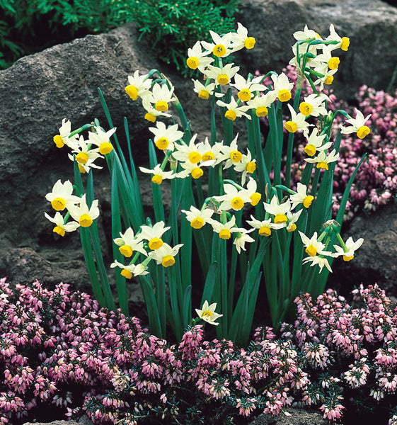 Narcissi Canaliculatus Daffodil Bulbs Blooms Species Growing Bonsai ...