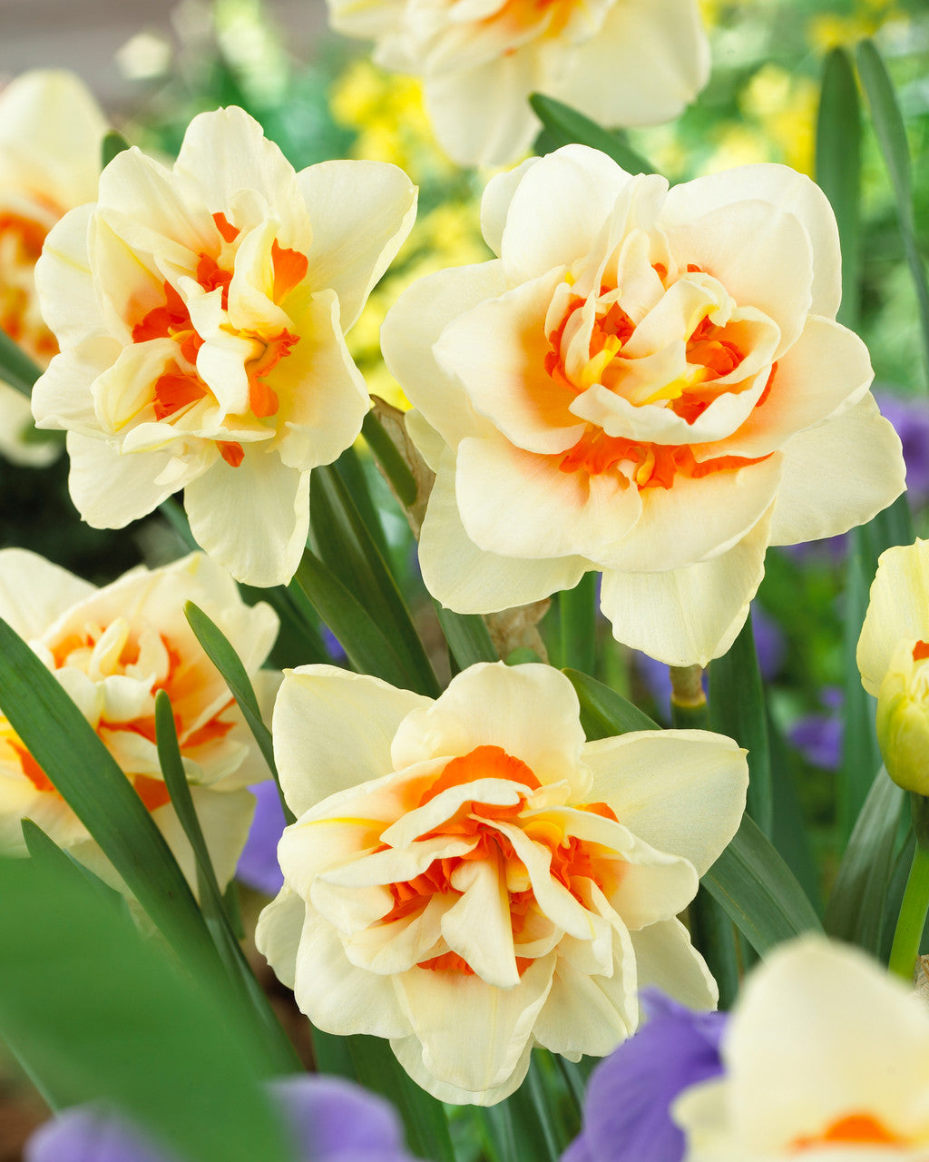Narcissi Flower Parade Bulbs Blooms Species Growing Bonsai Roots ...