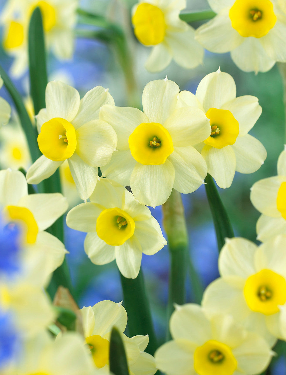 Narcissus Minnow 8-10cm Daffodil Narcissus Bulbs Blooms Species Growing ...