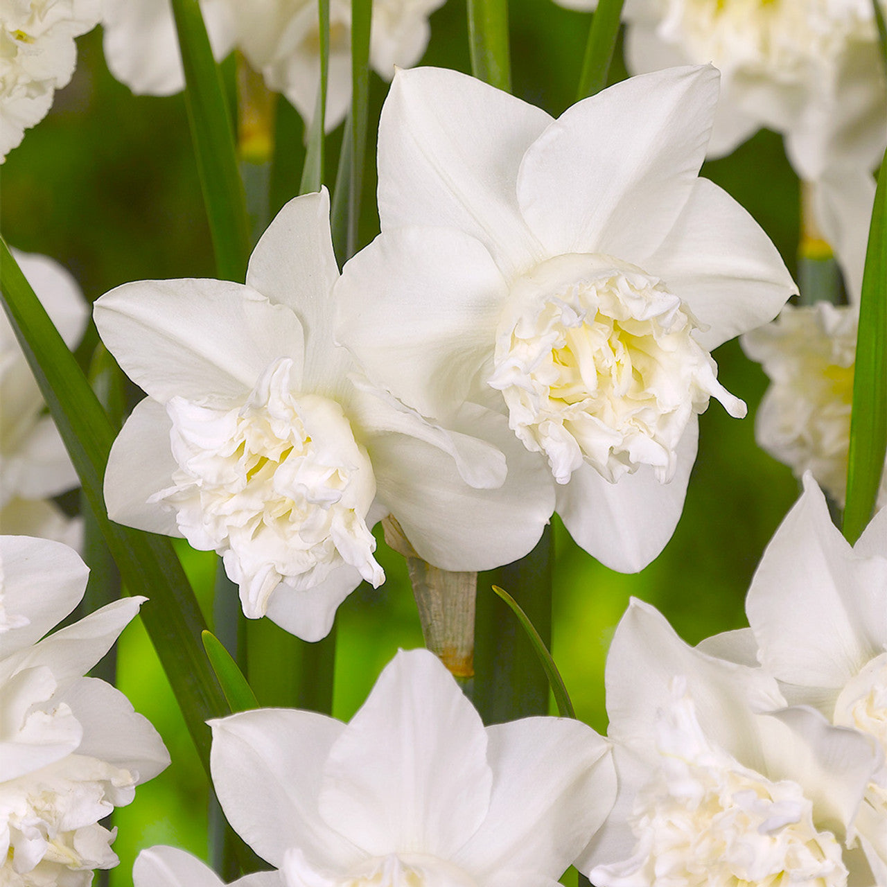 daffodil white marvel