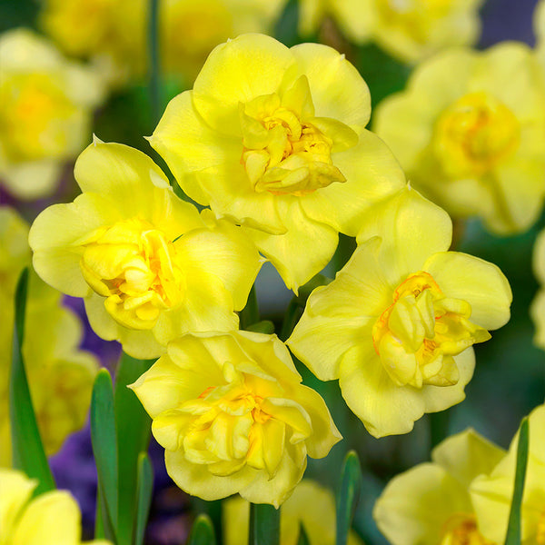 Narcissus Yellow Cheerfulness Daffodil Bulbs Blooms Species Growing ...