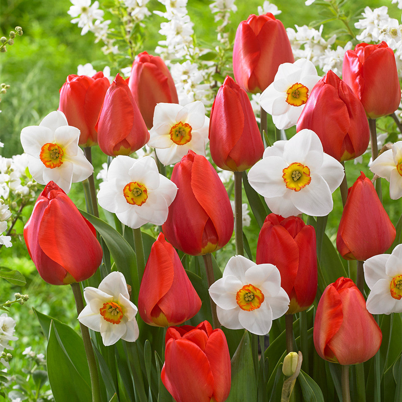 Narcissus Merlin Daffodil Bulbs Blooms Species Growing Bonsai Roots ...