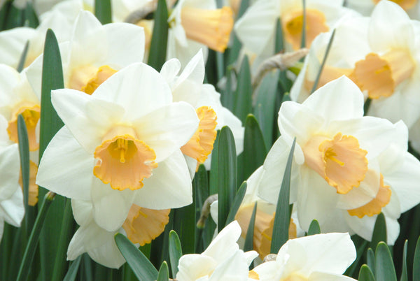 Salome Daffodil Narcissus Bulbs Blooms Species Growing Bonsai Roots ...