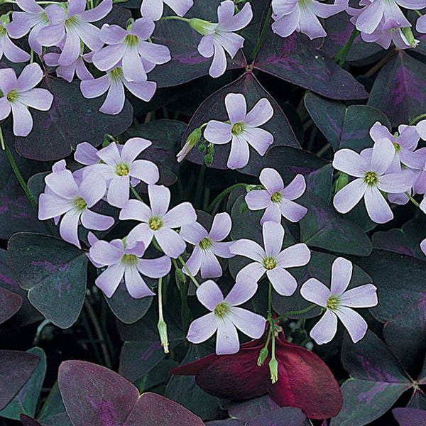 Oxalis Triangularis Bulbs Wood Sorrel Shamrock Perennial Growing Bonsai ...