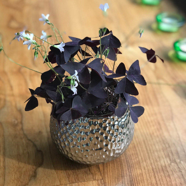 Seedsplant A0015 Oxalis Triangularis Wood Sorrel Shamrock Perennial ...