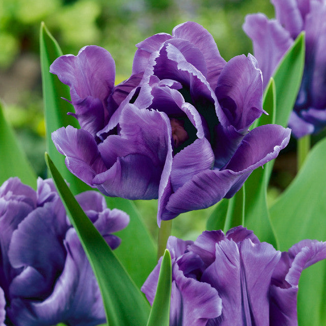 Parrot Tulips Collection Bulbs Blooms Species Growing Bonsai Roots Rhizomes Corms Tubers Potted ...