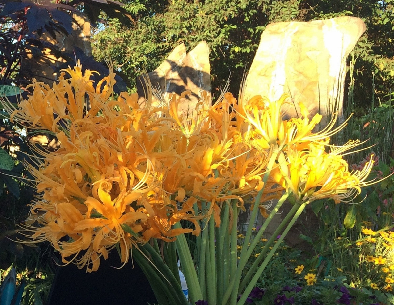 Yellow Aurea Lycoris Spider Lilies Bulbs Radiata Hurricane Lily Cluster ...