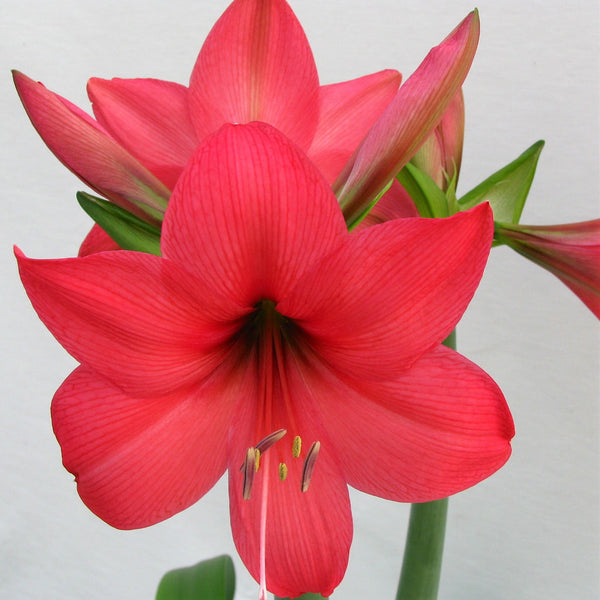 Pink Ladies Collection Amaryllis Hippeastrum Blooms Species Growing ...