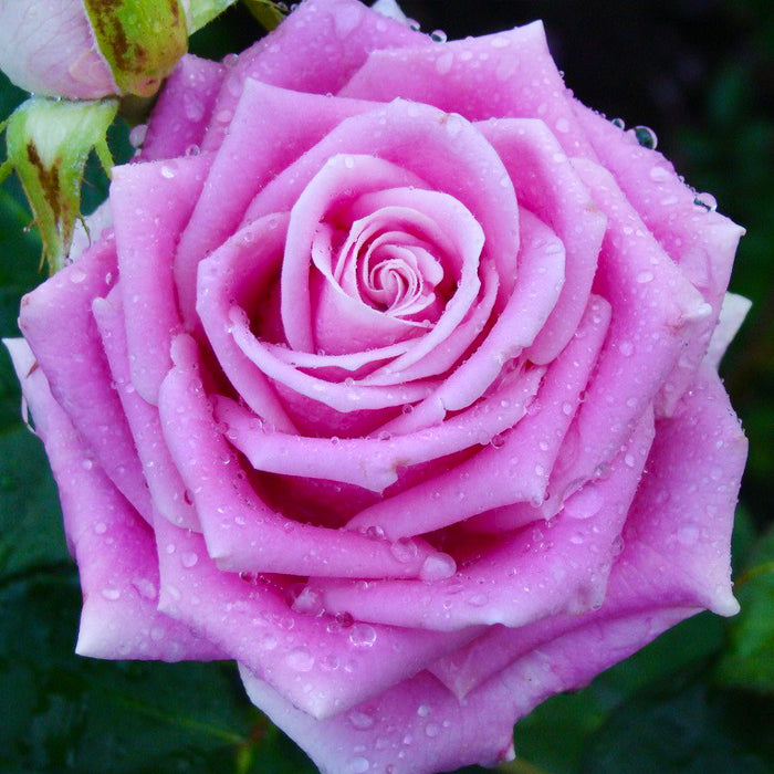 Phosphorus Rose Seedlings Flower Seeds Perennial Growing Bonsai Corms ...