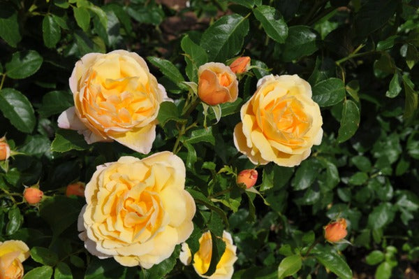 Soleil Rose Plant Seedlings Flower Seeds Perennial Growing Bonsai Corms ...