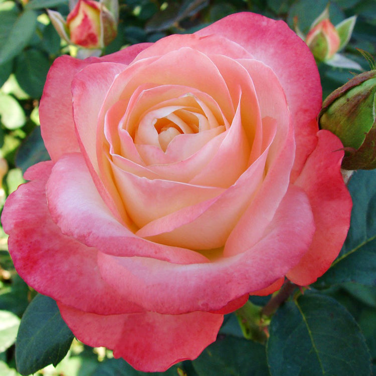 Bella Pearl Pink Rose Seedlings Flower Seeds Perennial Growing Bonsai ...