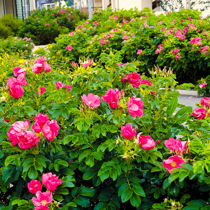 Wrinkled Rose Seedlings Flower Seeds Perennial Growing Bonsai Corms ...