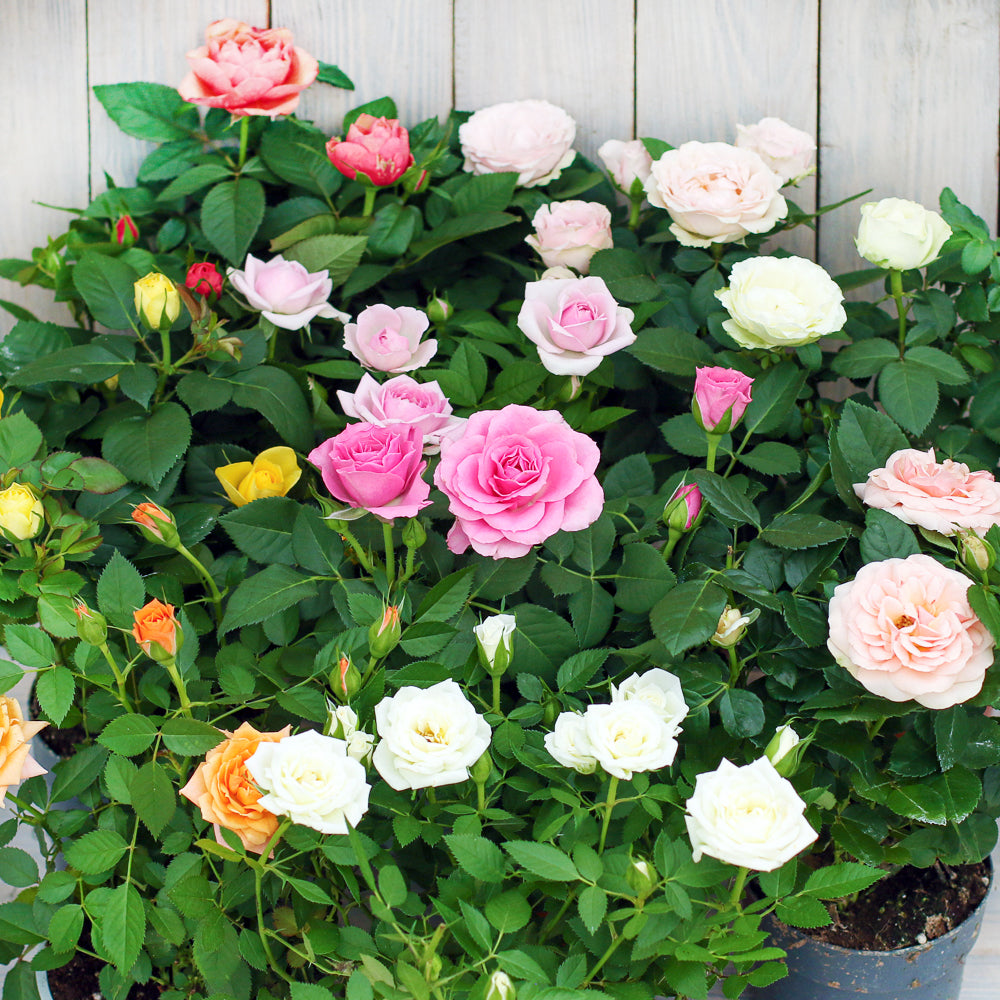 Room Rose Seedlings Flower Seeds Perennial Growing Bonsai Corms Tubers ...