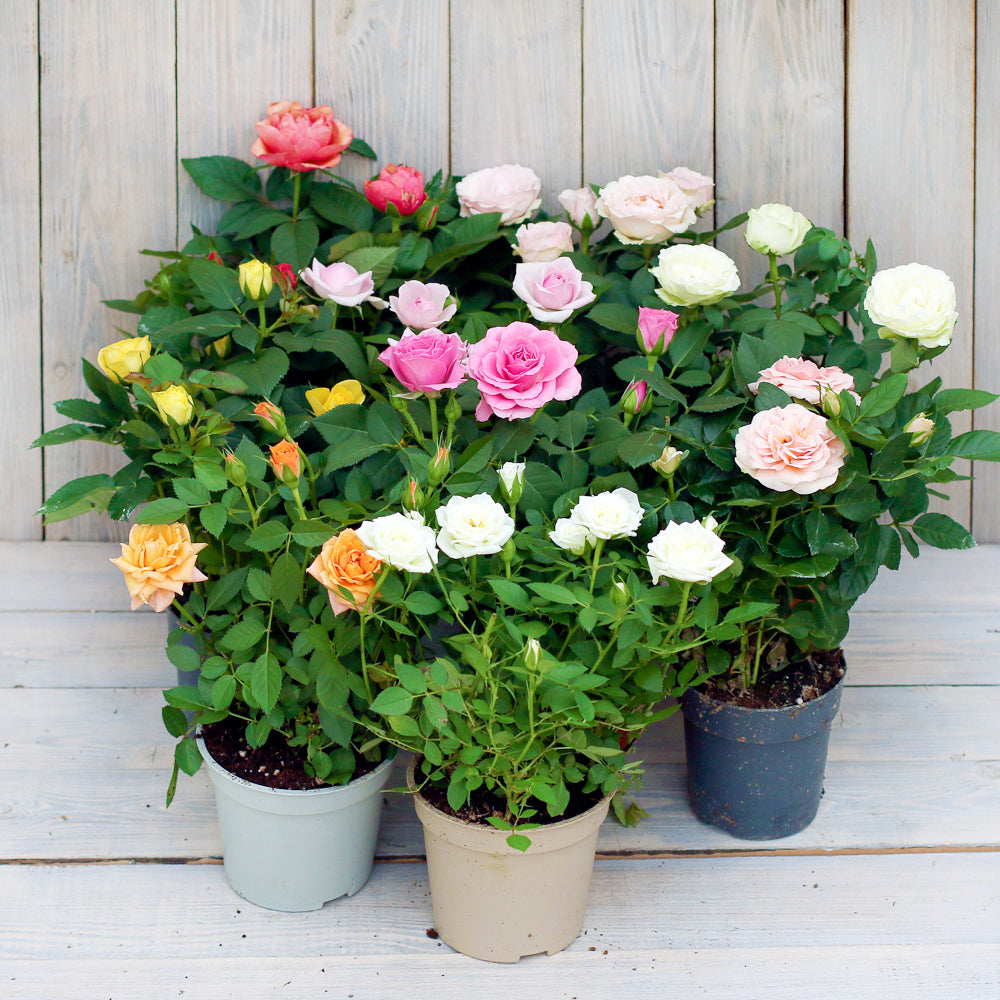 Room Rose Seedlings Flower Seeds Perennial Growing Bonsai Corms Tubers ...